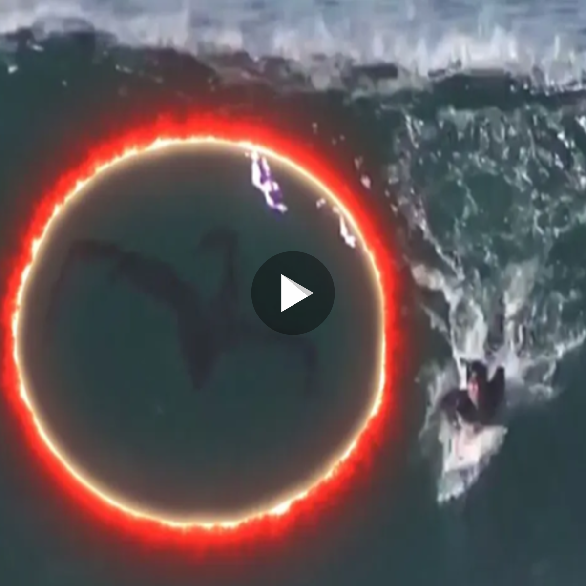 The appearance of an "unseen" creature in the Praia Sea caused the ...