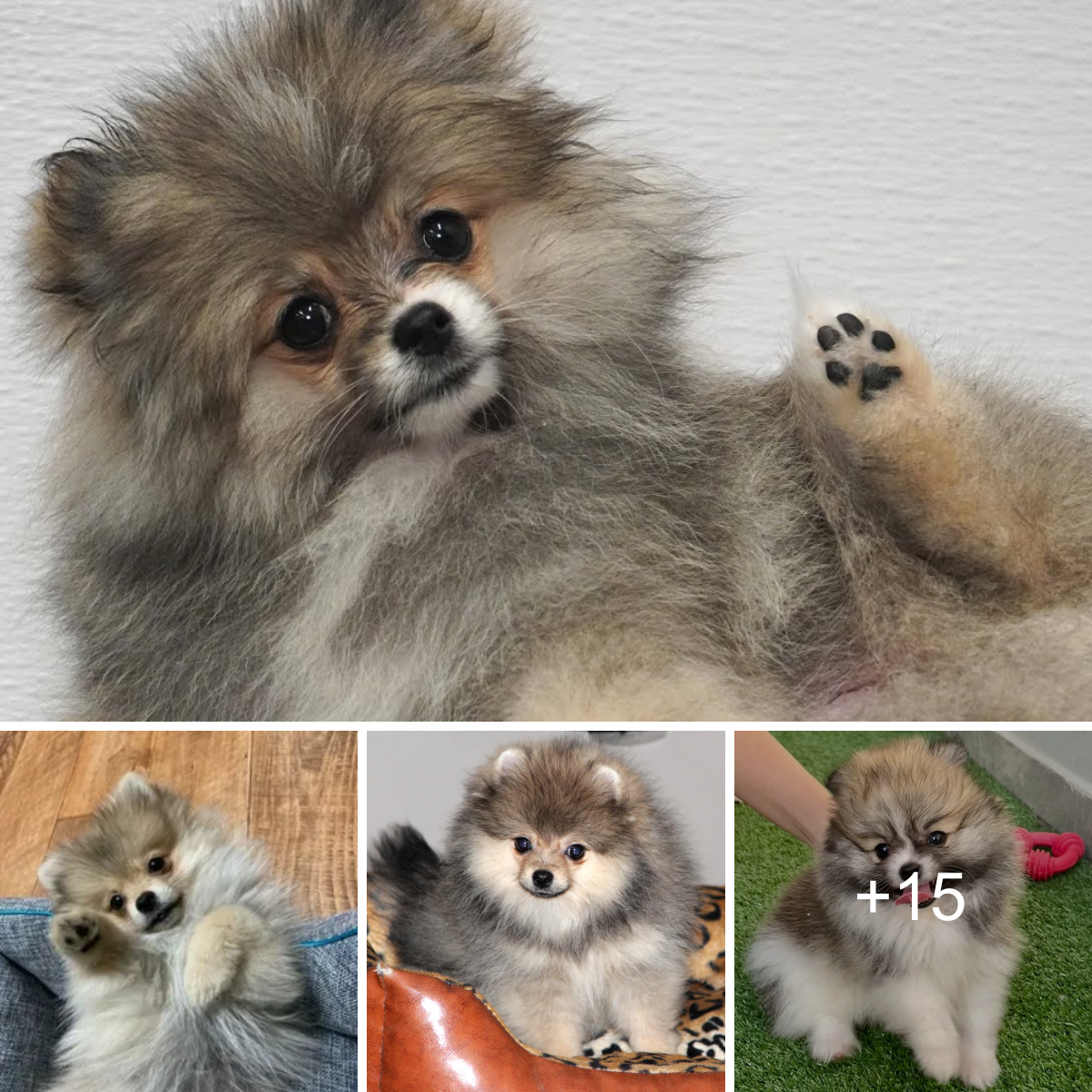 The Pomeranian Puppy as the Ultimate Toe Bean Model (video)